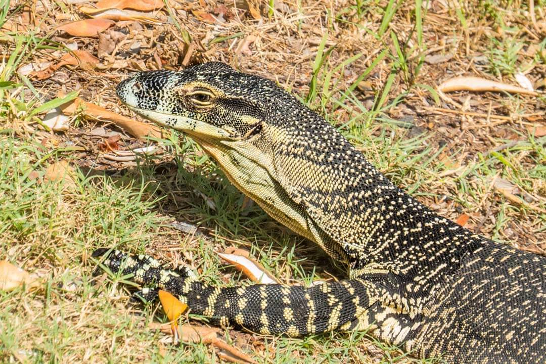 Visiting-Goanna - TRACK TRAILER