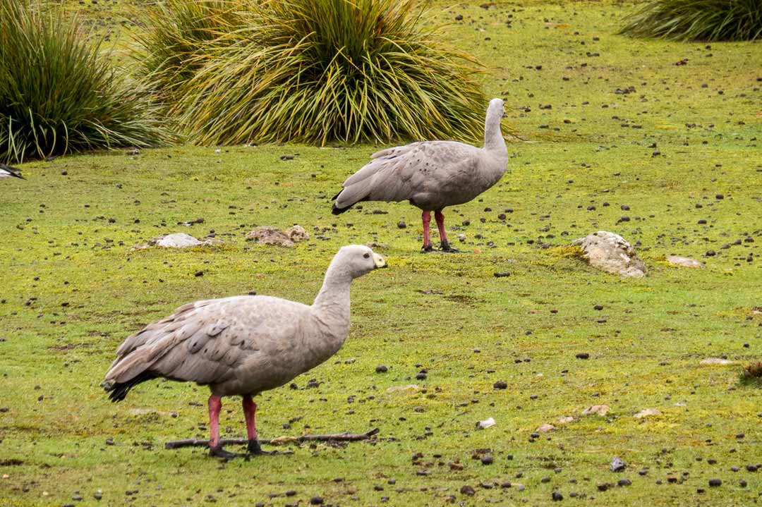 Cape-Barron-Geese-Flinders-Chase-NP - TRACK TRAILER