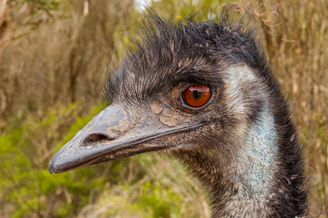 Emu at the Emu Eucalyptus-Farm - TRACK TRAILER