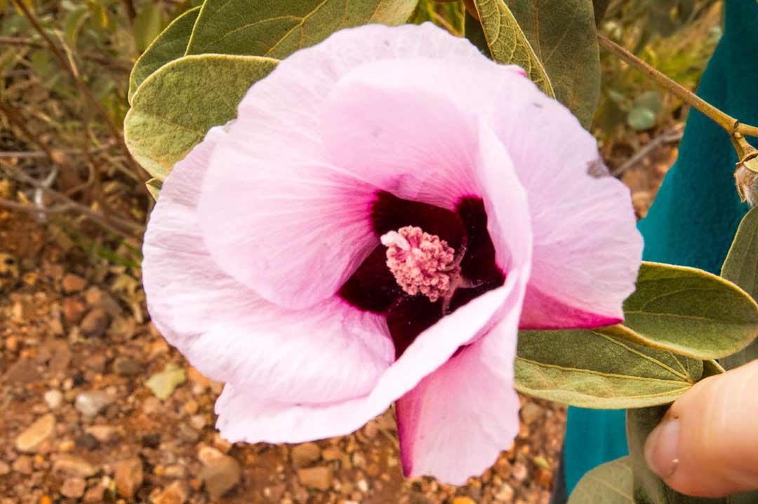 Native hibiscus - TRACK TRAILER