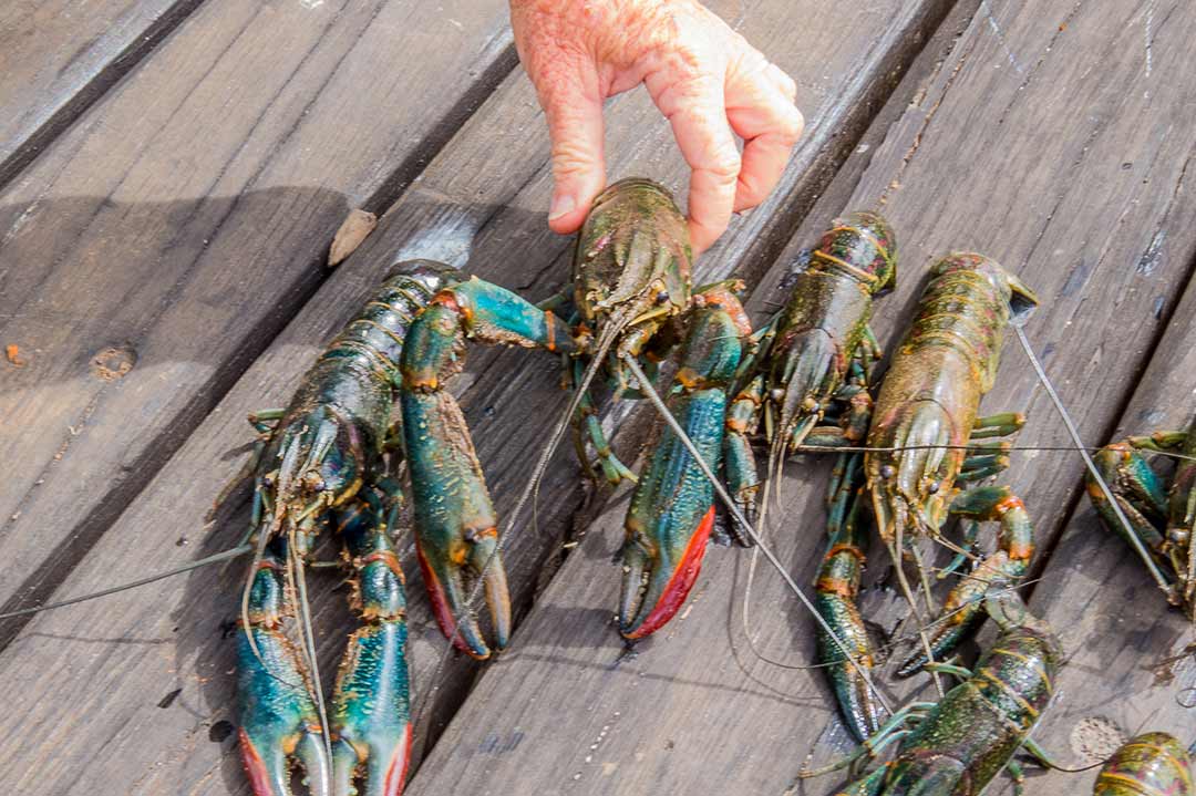 The-red-claw-catch - TRACK TRAILER