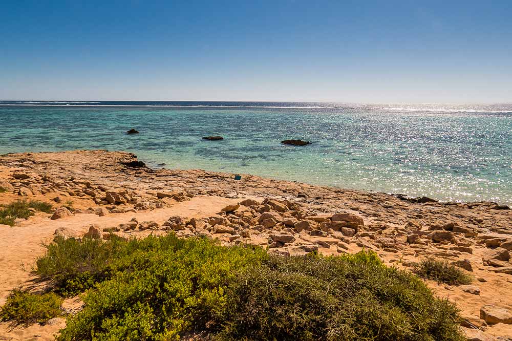 Oyster Stacks - TRACK TRAILER