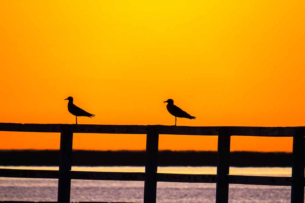 Sunset on Derby jetty - TRACK TRAILER