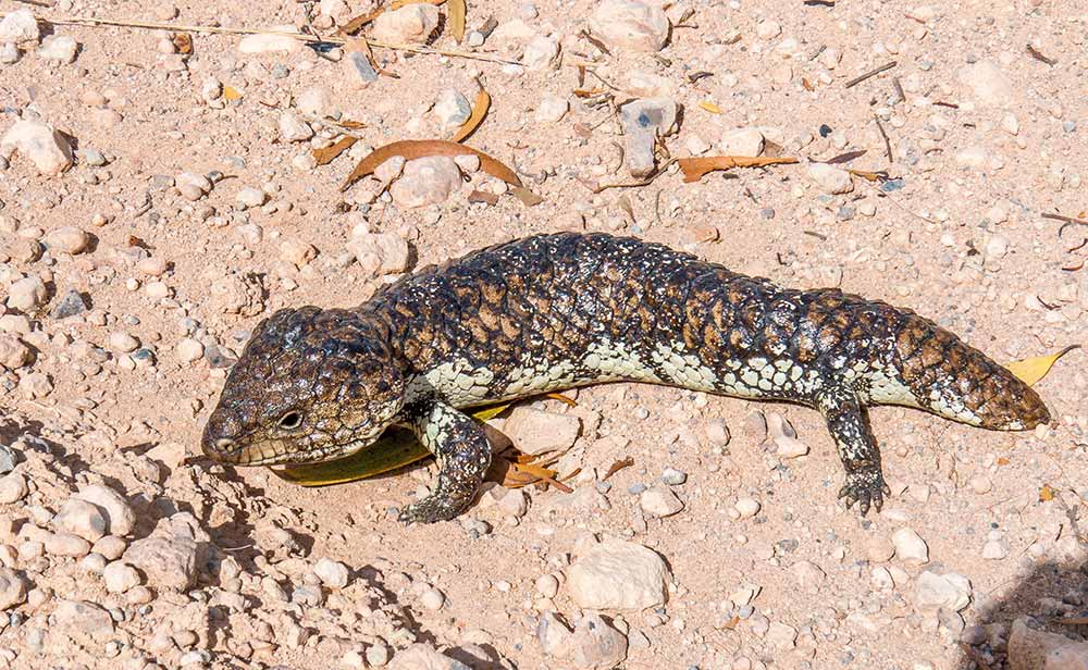 A Sleepy Lizard - TRACK TRAILER