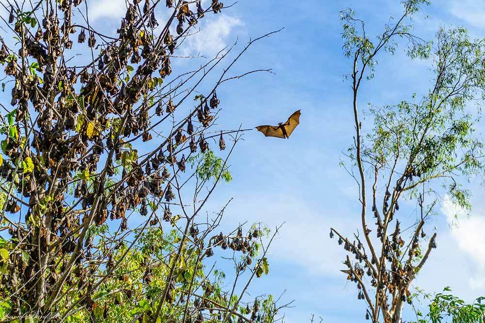 Flying foxes - TRACK TRAILER