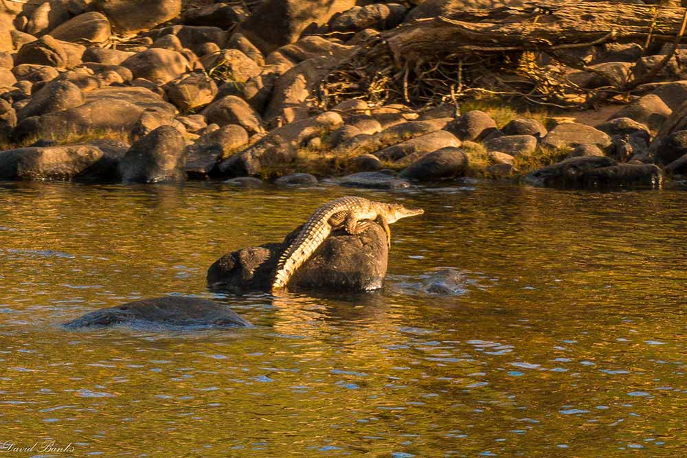 Sunbaking - TRACK TRAILER