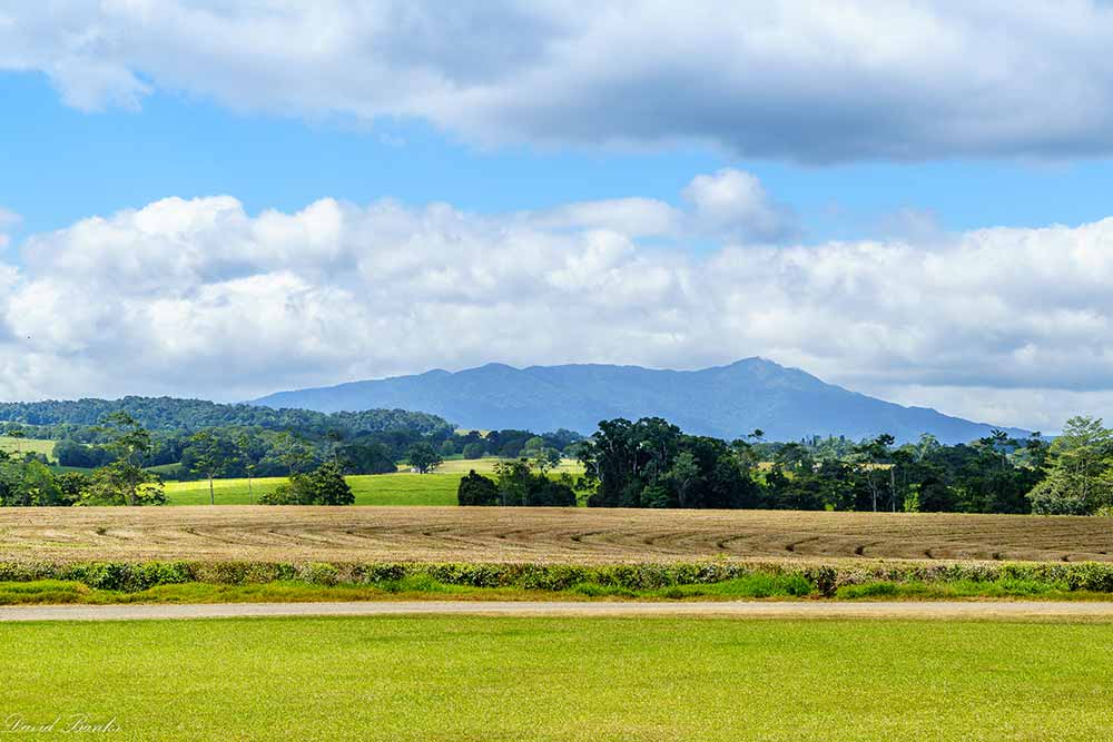Nerada Tea Plantation - TRACK TRAILER