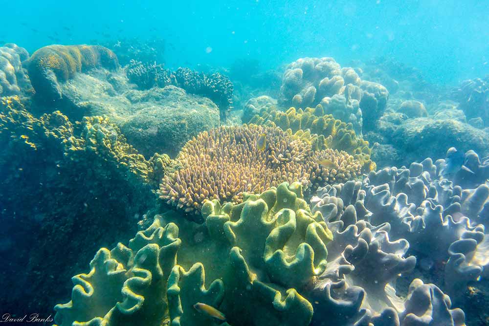 Colourful corals - TRACK TRAILER