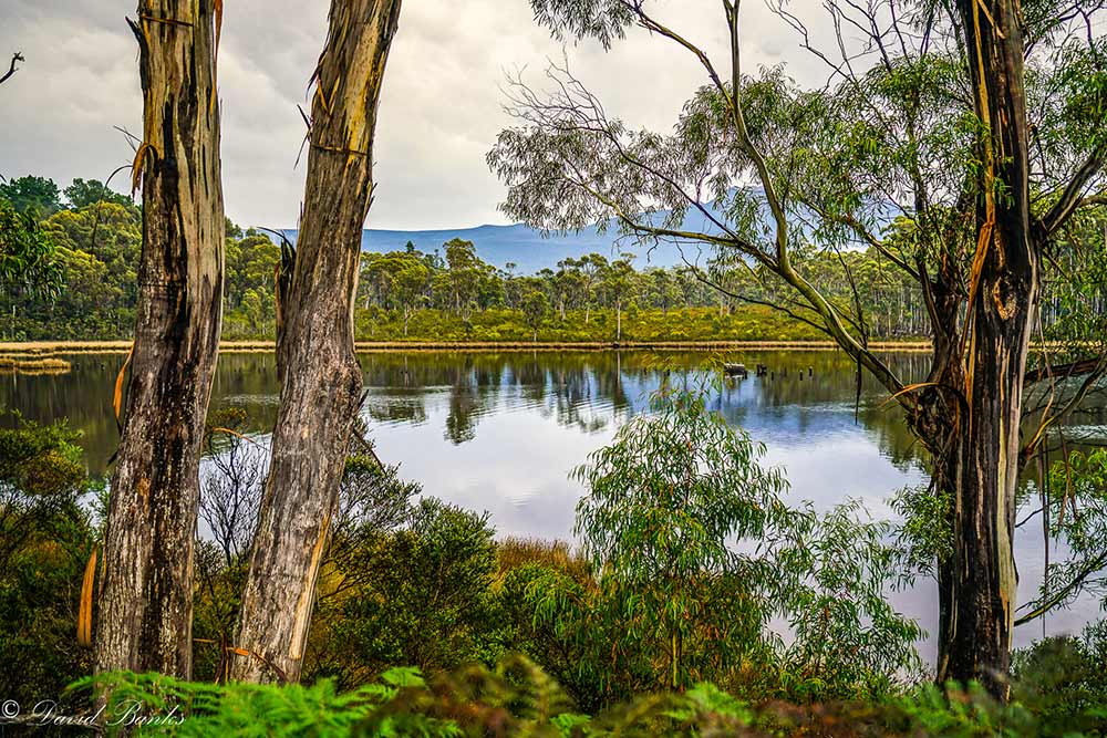 Ida-Bay - TRACK TRAILER